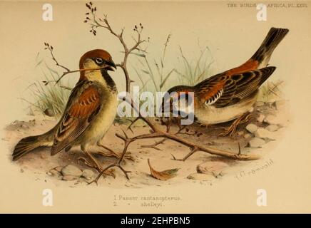 Passer castanopterus, Passer shelleyi Stock Photo - Alamy
