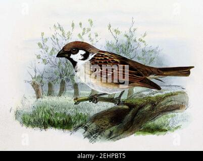 Passer montanus 1876 Stock Photo - Alamy