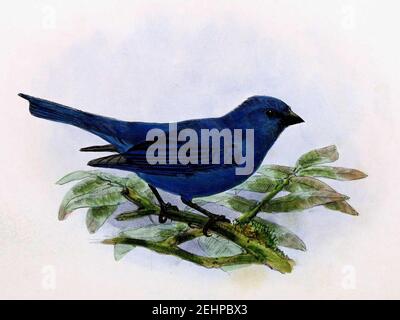 Passerina cyanea 1876 Stock Photo - Alamy