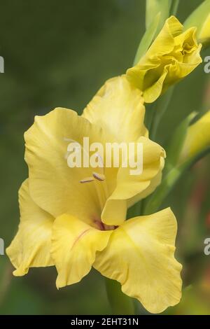 Beautiful gladiolus flower close up Stock Photo - Alamy