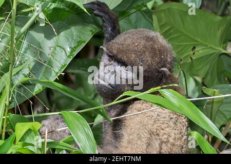 Woolly Monkey with skin disease, scabies/mange, Amazon rainforest ...