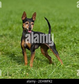 miniature pinscher, undocked tail, uncropped ears Stock Photo - Alamy