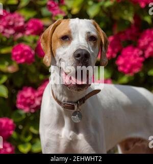 Orange and White English Pointer dog, 5-year-old male Stock Photo - Alamy