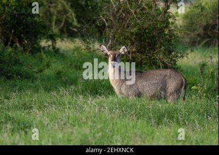 Female waterbuck, Kobus ellipsiprymnus, Tsavo, Kenya Stock Photo - Alamy