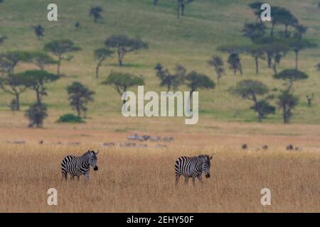 Plains zebras (Equus quagga), Seronera, Serengeti National Park ...