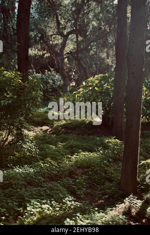 Forest in Athens, Forest Scene Stock Photo - Alamy