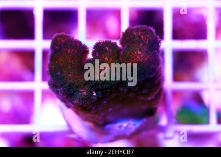 Stylophora SPS coral in reef aquarium tank - Pocilloporidae sp Stock Photo - Alamy