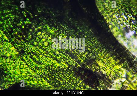 Moss leaf under the microscope, green cell background Stock Photo - Alamy