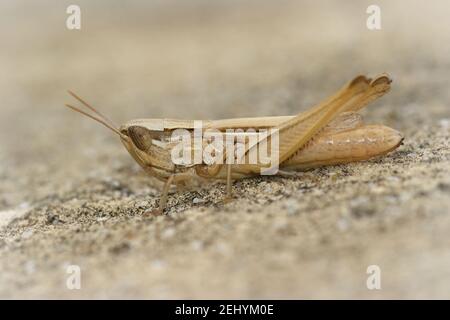 Closeup of a frenh grasshopper , Euchorthippus elegantulus from Gard on ...