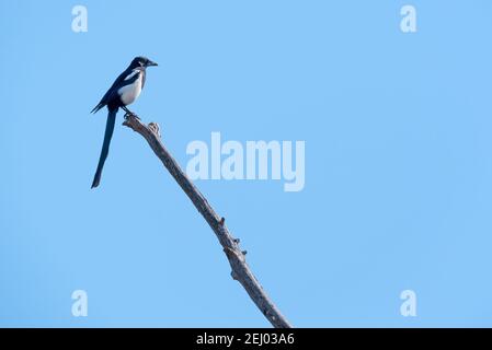 Magpie, Wallowa Valley, Oregon Stock Photo - Alamy