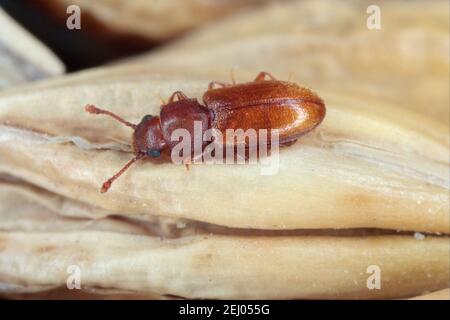 The foreign grain beetle (Ahasverus advena) is a species of beetle in ...