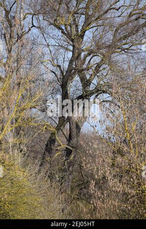 two trees grown together in bright colors, South Africa Stock Photo - Alamy