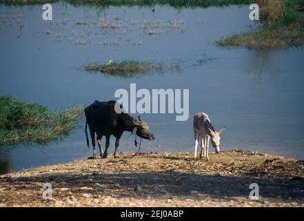 Egypt River Nile near to Dandera Stock Photo - Alamy