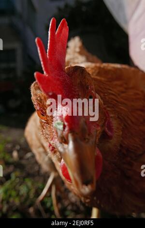 Close up of a rooster Stock Photo - Alamy