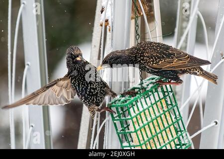 European starling altercation at suet feeder Stock Photo - Alamy