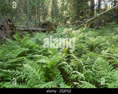 Lush dell in forest with ferns Stock Photo - Alamy