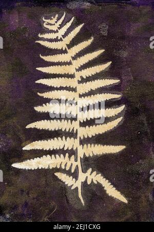 Abstract fern background Stock Photo - Alamy
