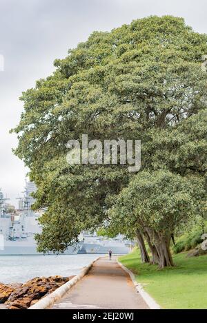 Fig tree in the Royal Botanic Gardens, Sydney, Australia Stock Photo ...