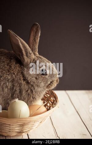 Vertical shot of a cute bunny on green grasses in a lawn Stock Photo ...