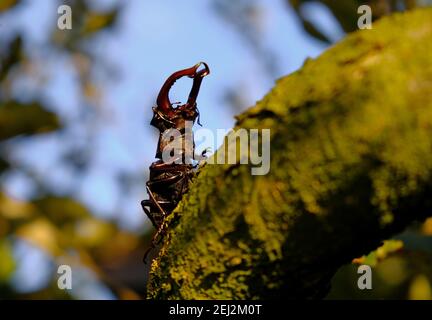 stag beetle closeup on wooden background with blurred green grass in ...