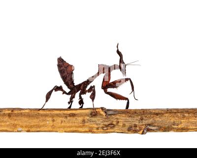 Side view of Ghost Mantis aka Phyllocrania paradoxa nymph. Standing ...