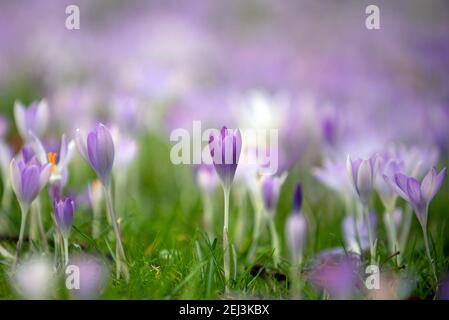 Crocuses bloom outside Trinity College in Cambridge. Picture date ...