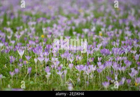 Crocuses bloom outside Trinity College in Cambridge. Picture date ...