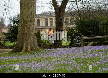 Crocuses bloom outside Trinity College in Cambridge. Picture date ...