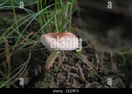 The Fatal Dapperling (Lepiota subincarnata) is a deadly poisonous ...