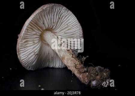 The Fatal Dapperling (Lepiota subincarnata) is a deadly poisonous ...