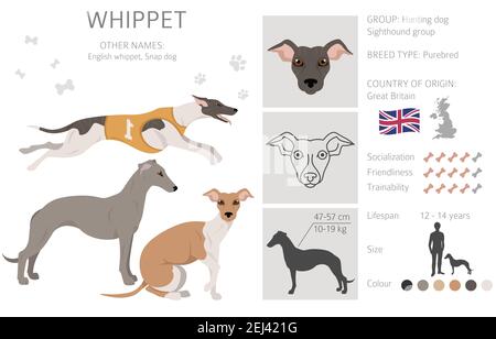 Whippet clipart. Different poses, coat colors set. Vector illustration ...