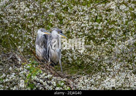Two young grey herons in their nest Stock Photo - Alamy