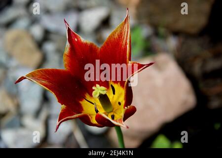 Amazing flower bud with bright brown petals of triangle shaped and ...