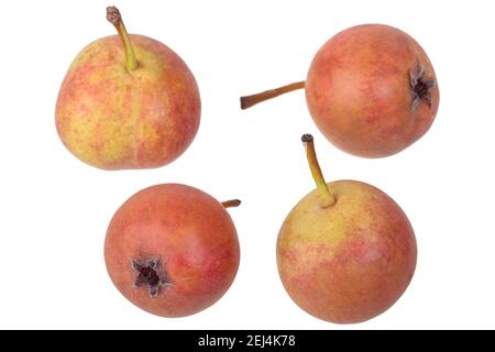 Pear variety Summerblood pear, free-standing Stock Photo - Alamy
