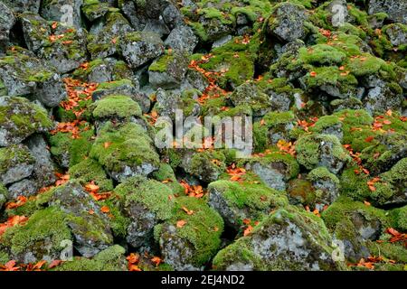 Basalt block field, basalt, basalt rocks, Rhoen biosphere reserve ...