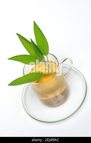 Sage tea, sage leaves, Common sage ( Salvia officinalis Stock Photo - Alamy