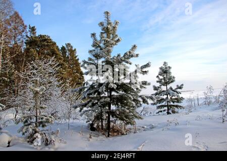 Green fir branches in winter covered with snow. Branches of fir tree as ...