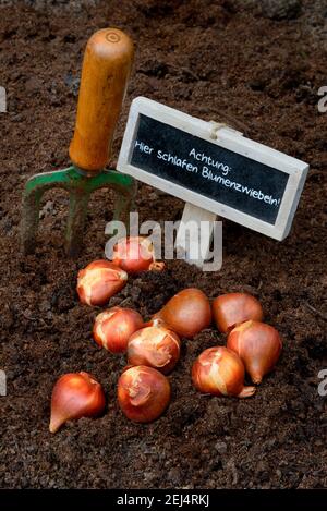 tulip the first sign of spring Stock Photo - Alamy
