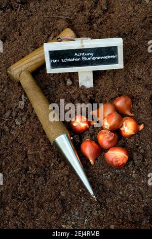 Tulipsonions ( Tulipa spec.) in front of setting, onion Stock Photo - Alamy