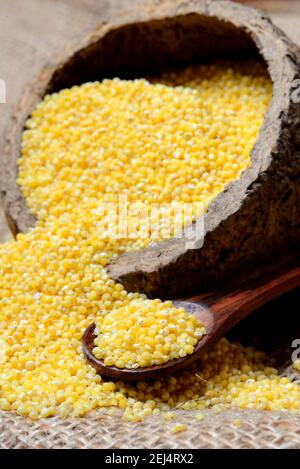 Real millet ( Panicum miliaceum Stock Photo - Alamy
