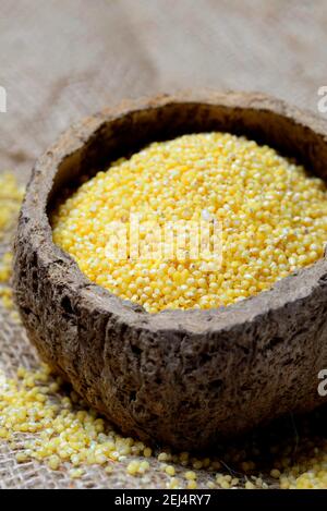 Real millet ( Panicum miliaceum Stock Photo - Alamy