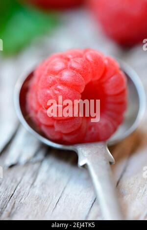 European red raspberry (Rubus idaeus), raspberry on a bush, Germany ...