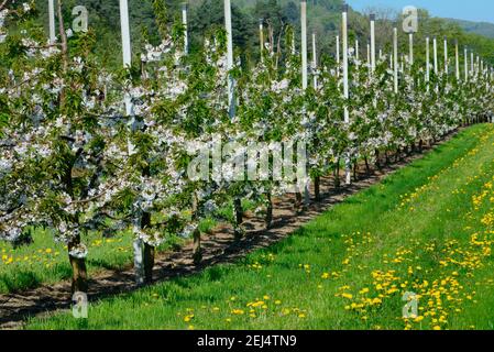 Cherry trees on trellis Stock Photo - Alamy