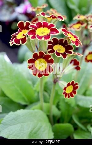 Primula, Gold Laced Polyanthus, in bloom Stock Photo - Alamy