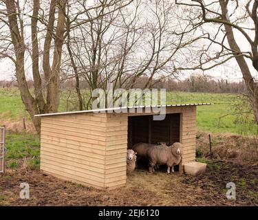 February 2021 - Sheep in a small enclosure shelter, near Burtle ...