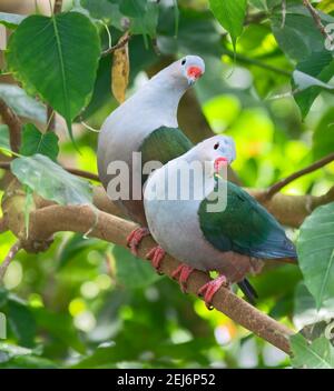 The couple of red-knobbed imperial pigeon (Ducula rubricera) perched on ...