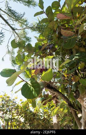 Sea grape tree or sea grape, Coccoloba uvifera, fruits are edible, Cuba ...