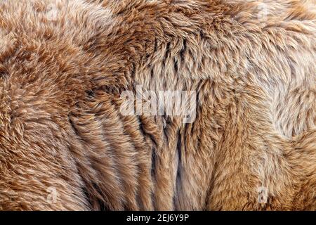 Close up real brown bear fur texture Stock Photo - Alamy