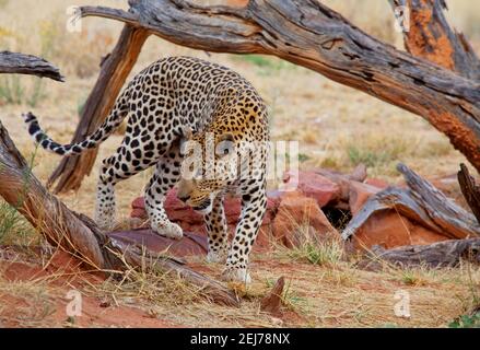 Leopard in the African bush in Namibia Stock Photo - Alamy