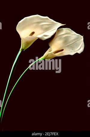 A calla lily on a dark background Stock Photo - Alamy